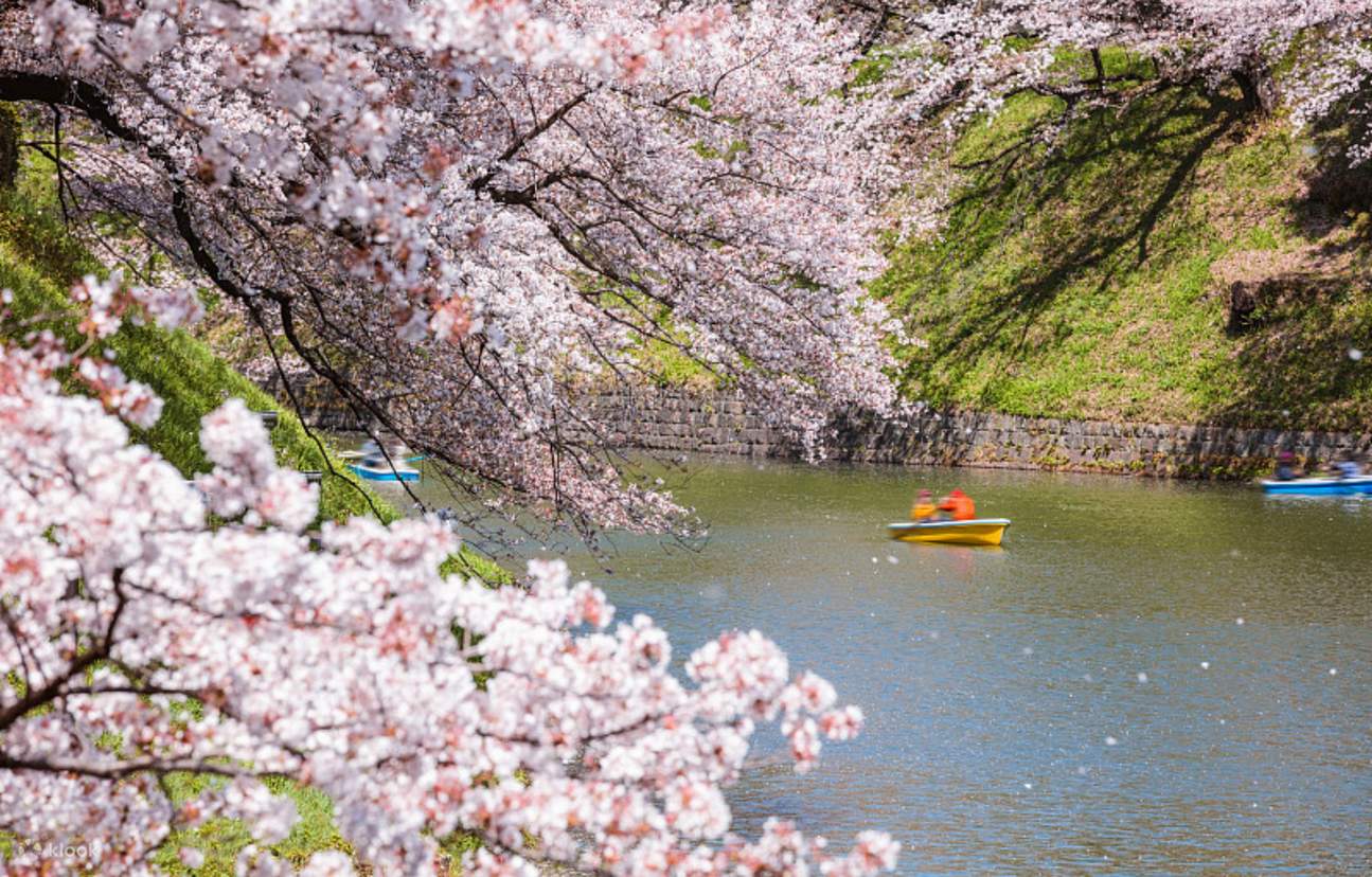 One-Day Tour of Tokyo's Top 5 Cherry Blossom Viewing Spots [Cherry ...